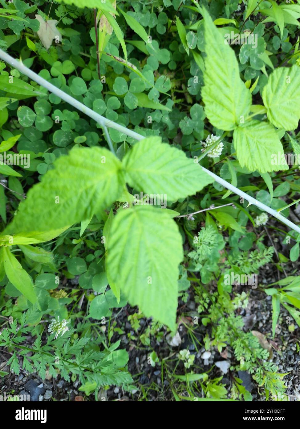 black raspberry (Rubus occidentalis Stock Photo - Alamy