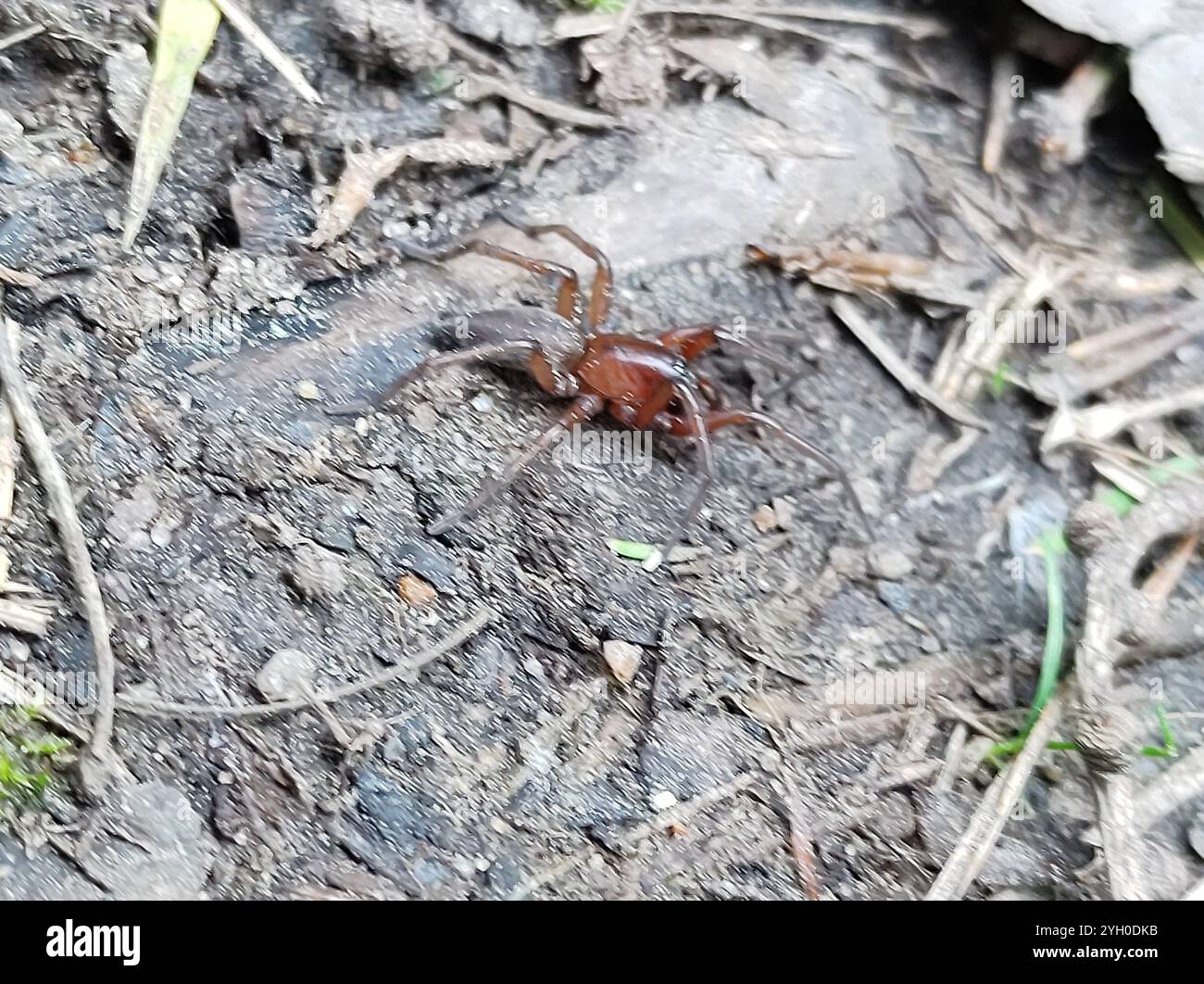 Scotophaeus blackwalli hi-res stock photography and images - Alamy