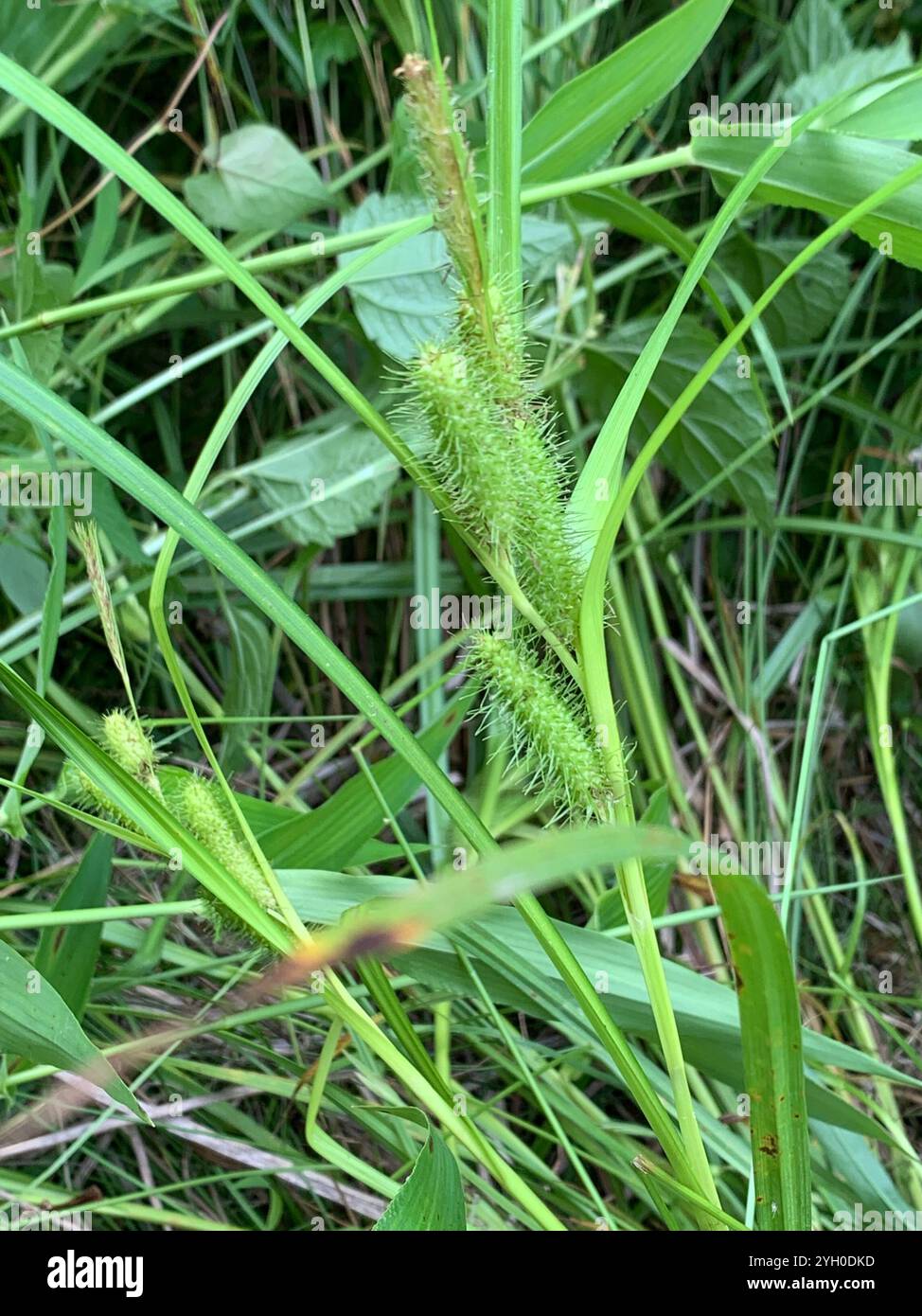 Frank's sedge (Carex frankii Stock Photo - Alamy