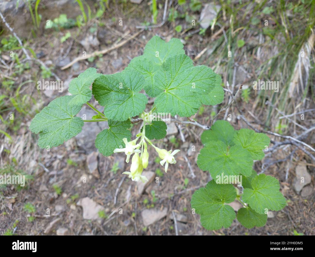 sticky currant (Ribes viscosissimum Stock Photo - Alamy