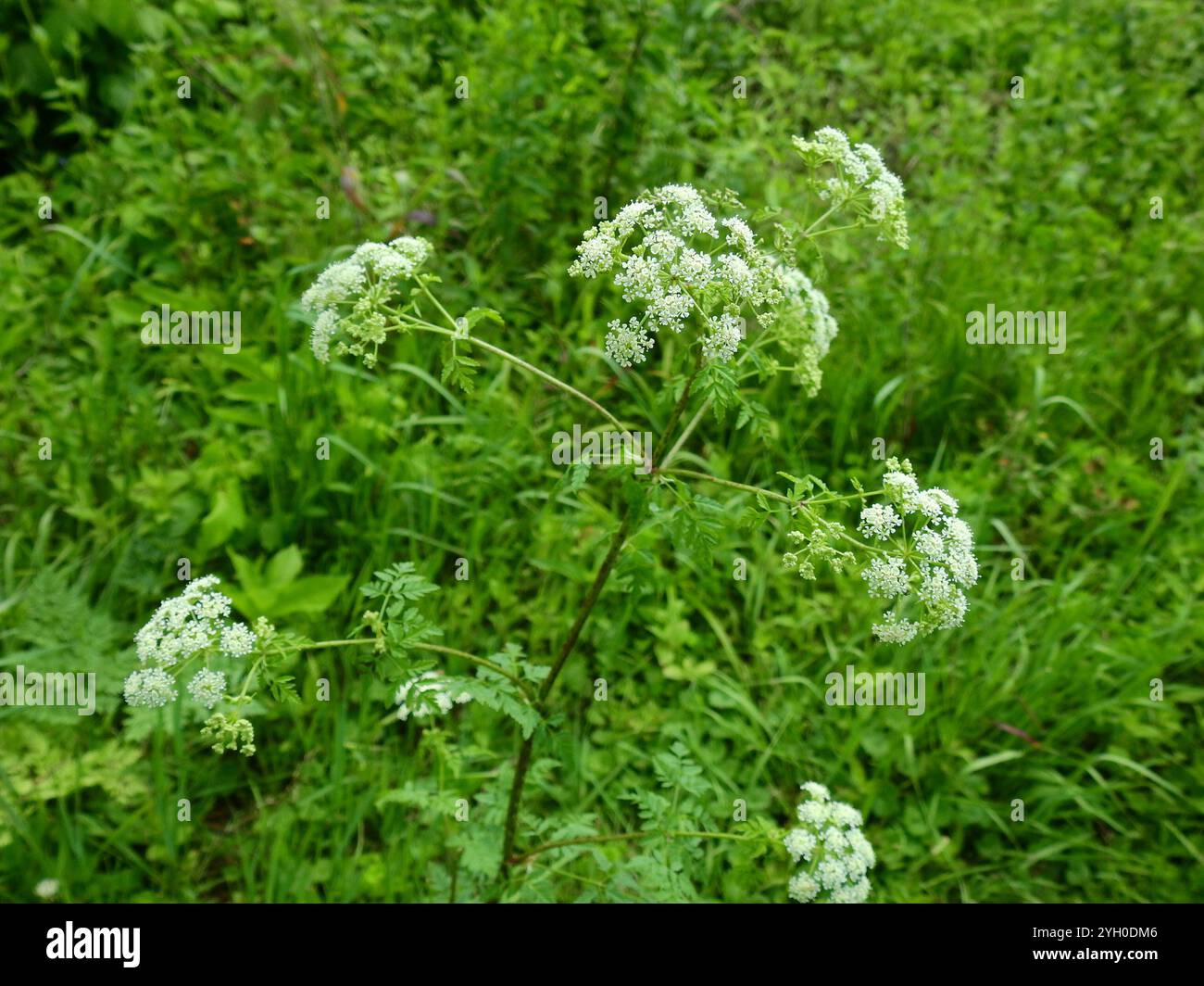 poison hemlock (Conium maculatum Stock Photo - Alamy