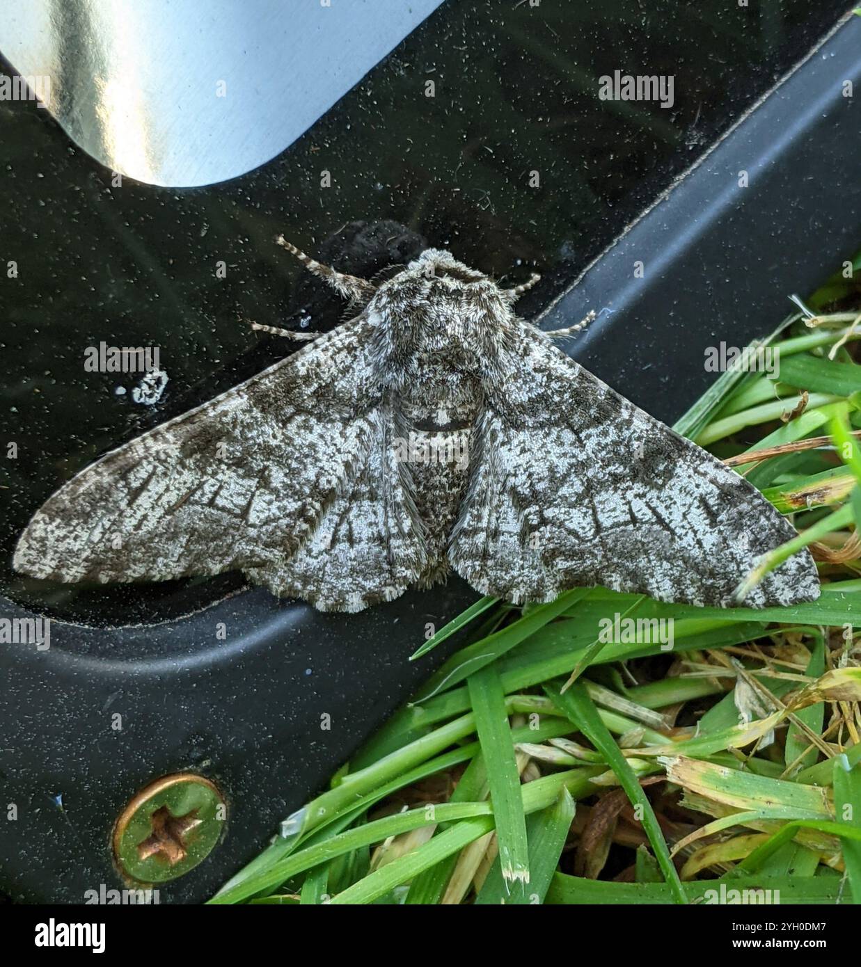 Peppered Moth (Biston betularia Stock Photo - Alamy