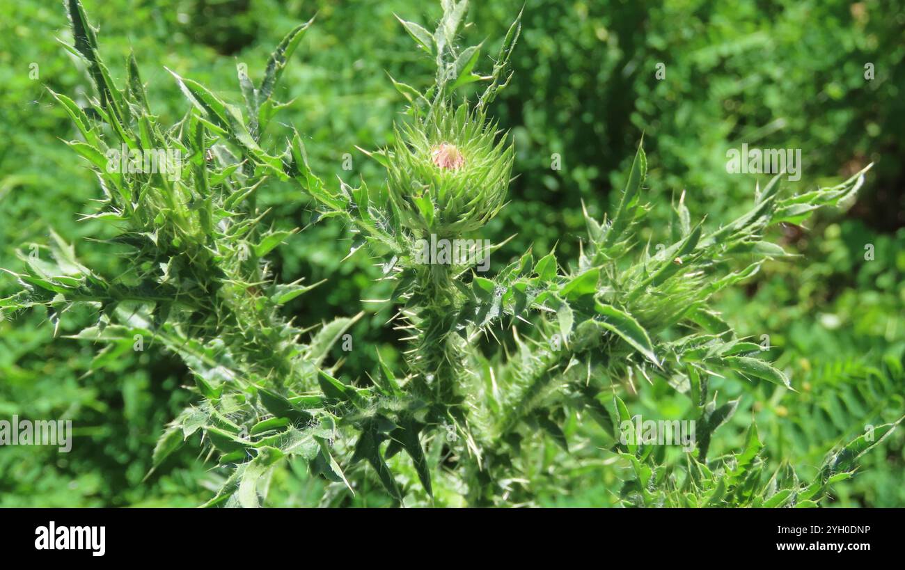 Broad winged thistle hi-res stock photography and images - Alamy