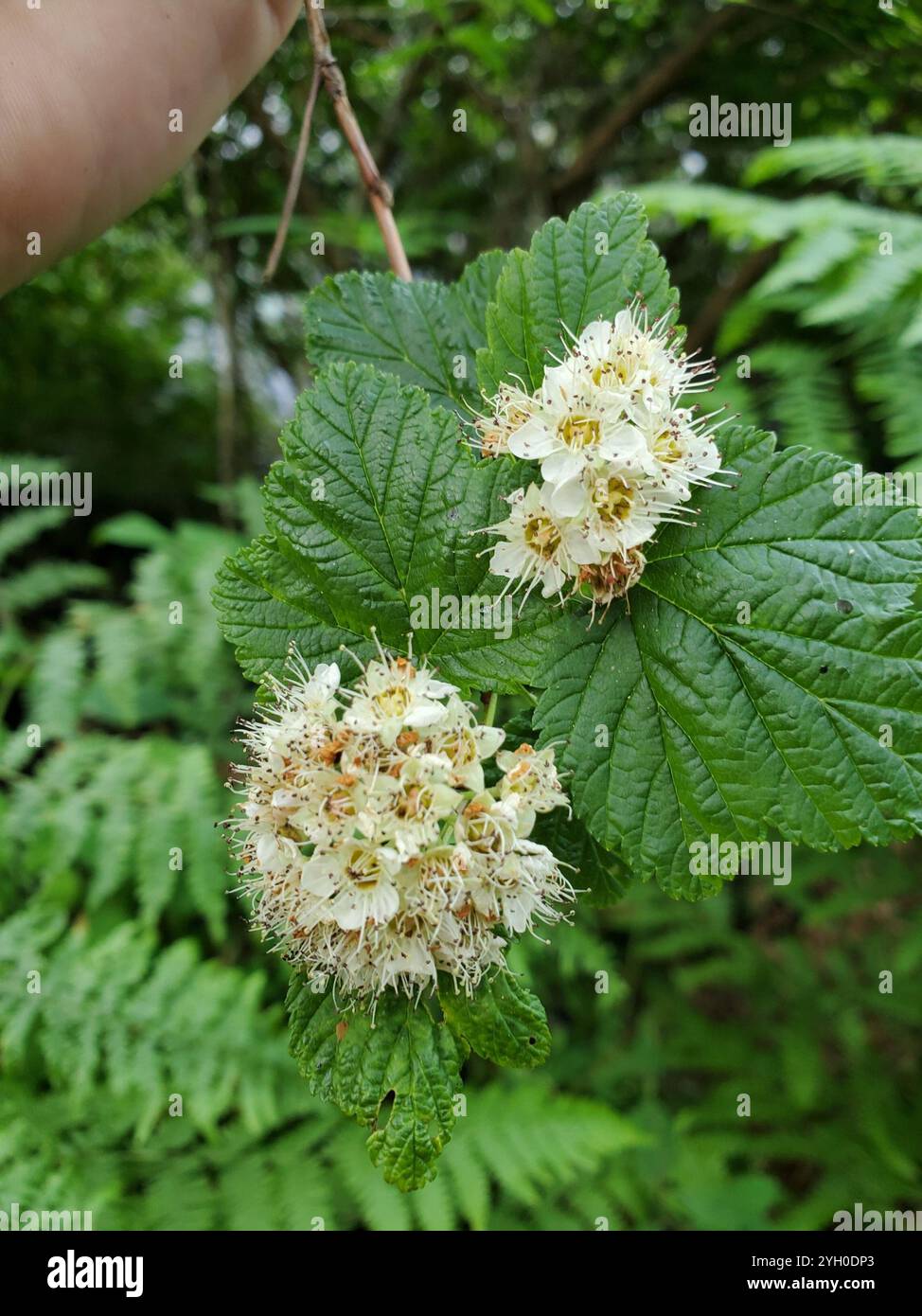 Pacific ninebark (Physocarpus capitatus Stock Photo - Alamy
