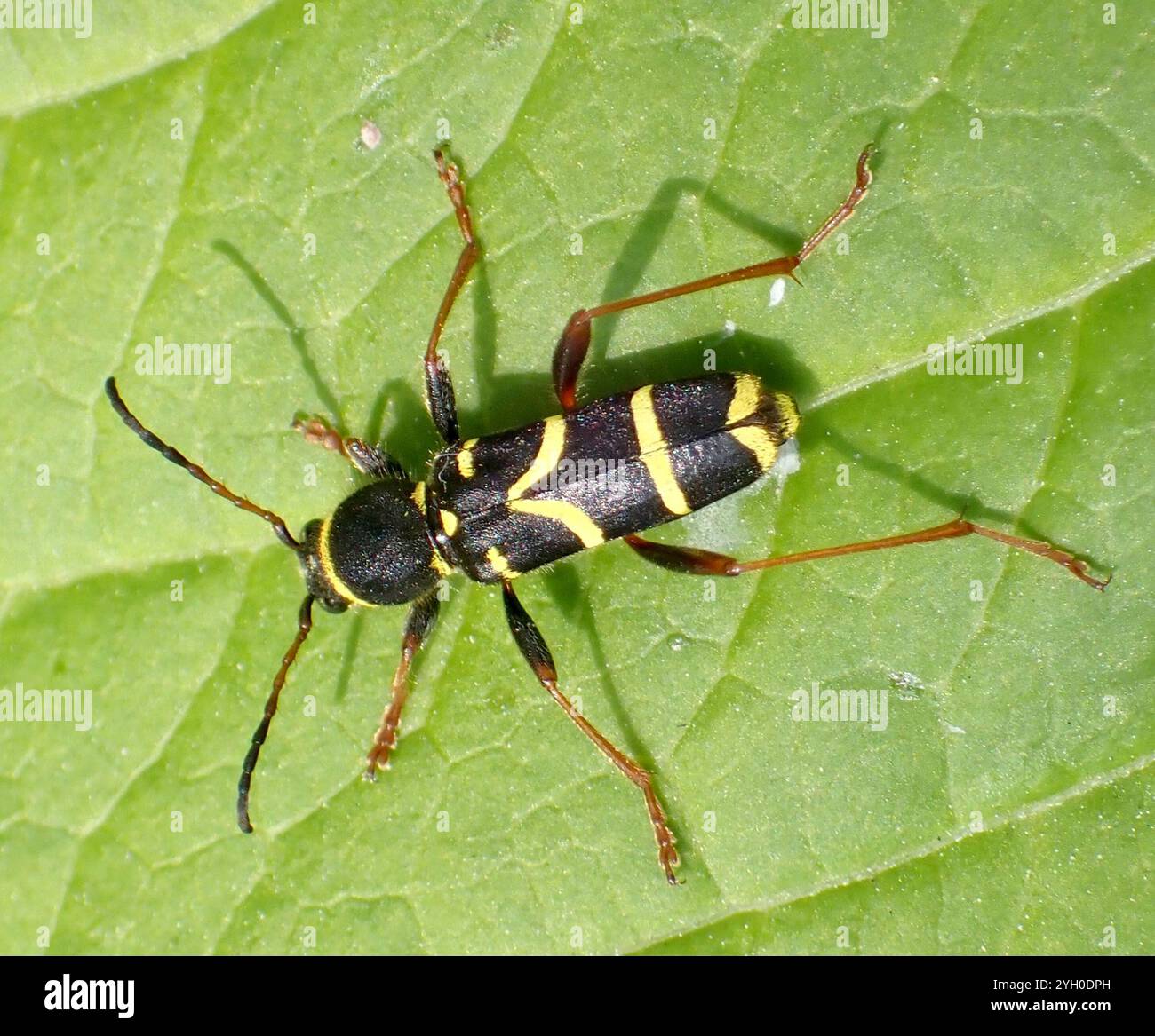 Wasp Beetle (Clytus arietis Stock Photo - Alamy