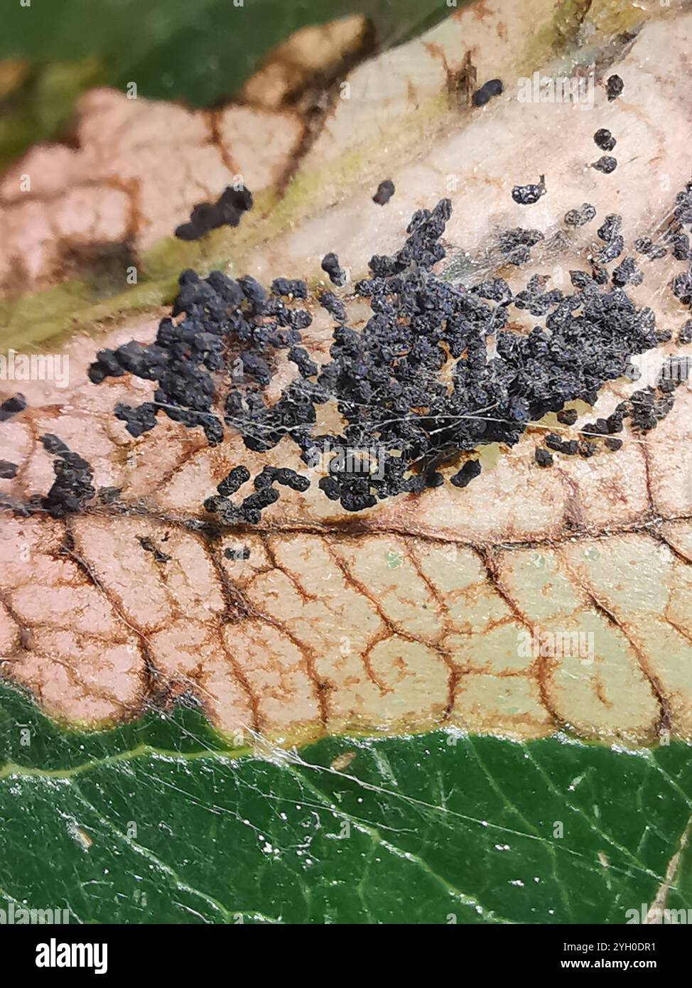 Apple Leaf Skeletonizer Moth (Choreutis pariana Stock Photo - Alamy