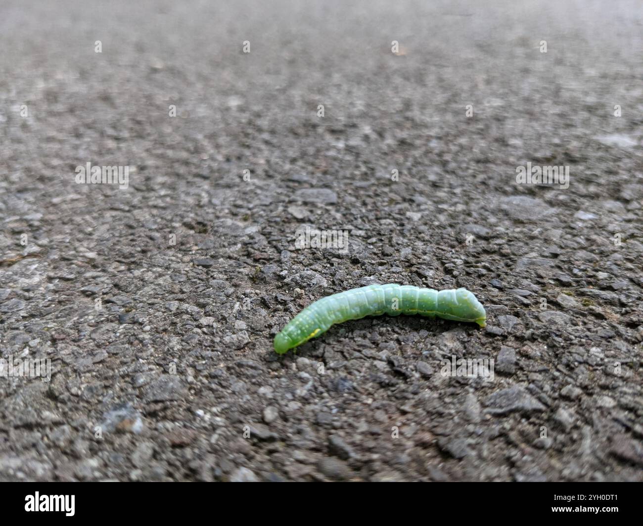 American Copper Underwing (Amphipyra pyramidoides Stock Photo - Alamy