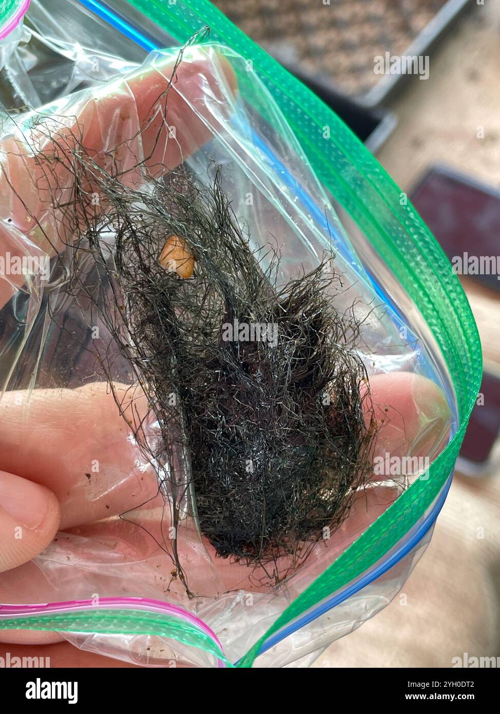 Phycomyces hi-res stock photography and images - Alamy