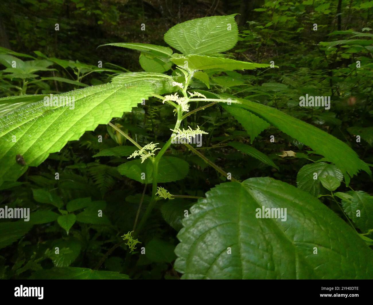 wood nettle (Laportea canadensis Stock Photo - Alamy