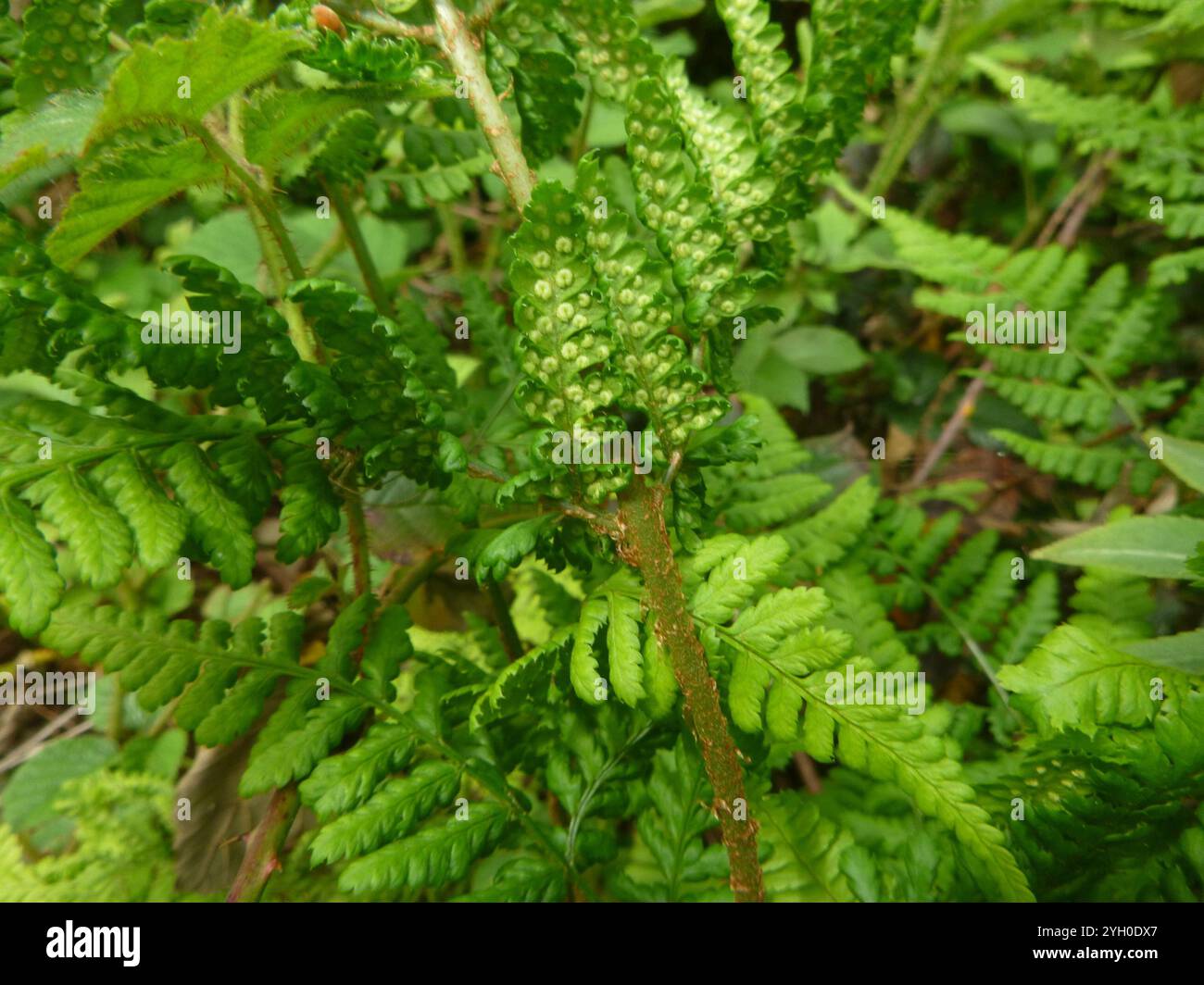 broad buckler-fern (Dryopteris dilatata Stock Photo - Alamy