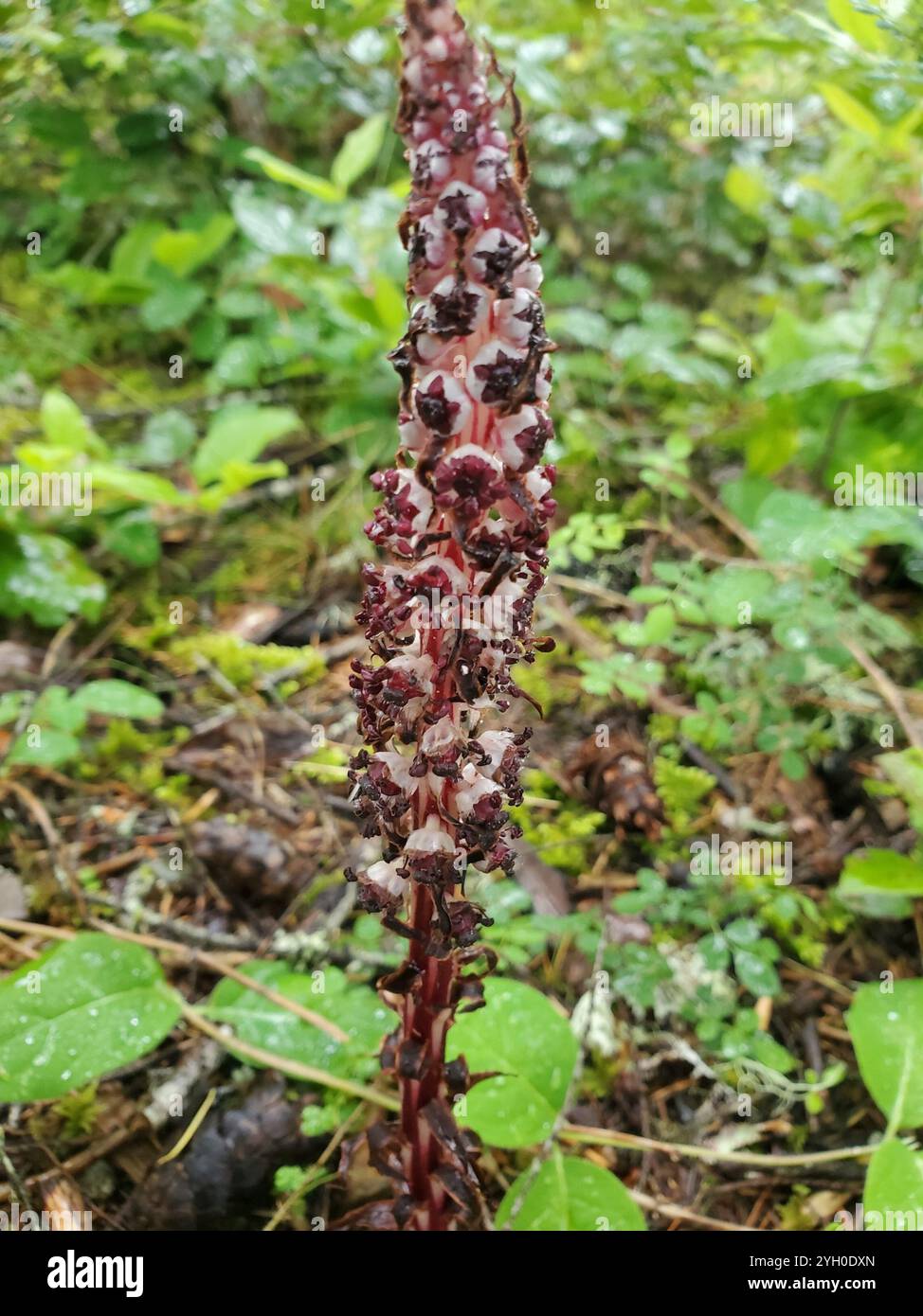 sugarstick (Allotropa virgata Stock Photo - Alamy
