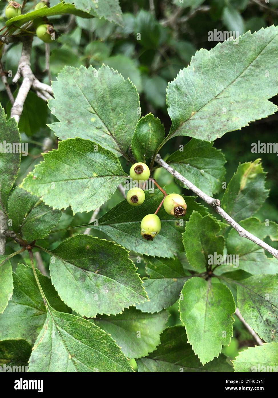 green hawthorn (Crataegus viridis Stock Photo - Alamy