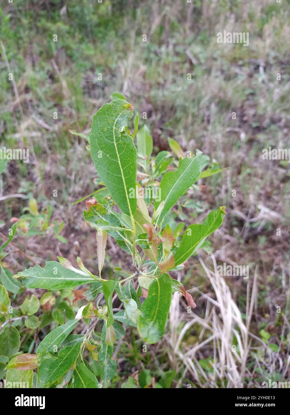 pussy willow (Salix discolor Stock Photo - Alamy