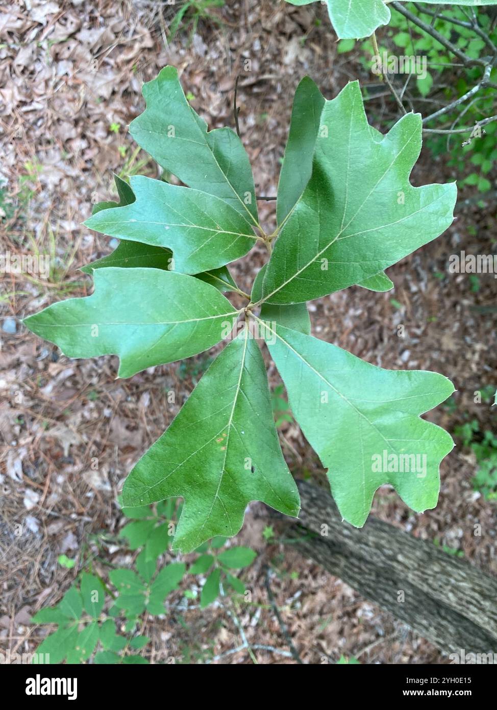 southern red oak (Quercus falcata Stock Photo - Alamy