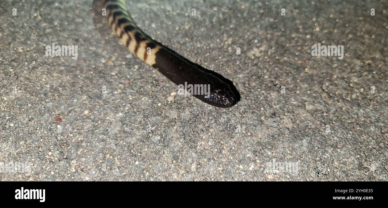 Black-headed Python (Aspidites melanocephalus Stock Photo - Alamy