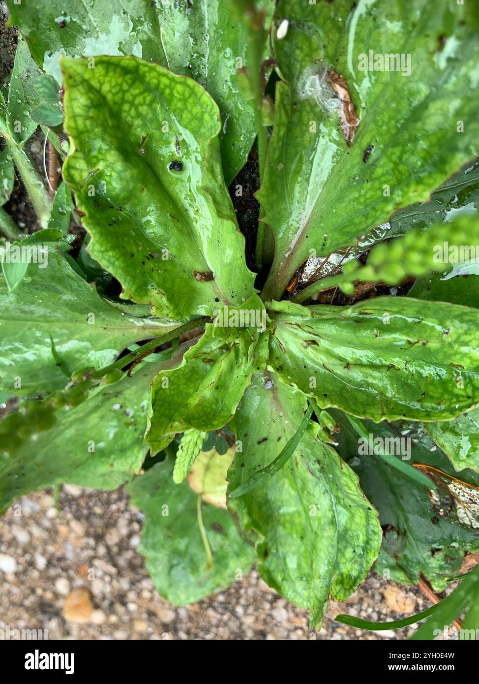 American plantain (Plantago rugelii Stock Photo - Alamy