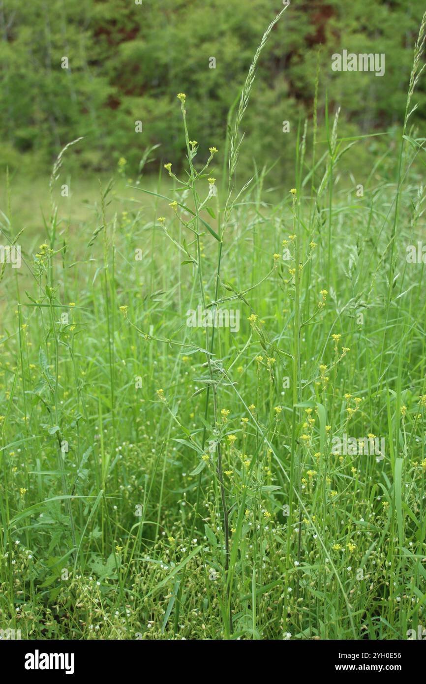 Hedge mustard (Sisymbrium officinale Stock Photo - Alamy