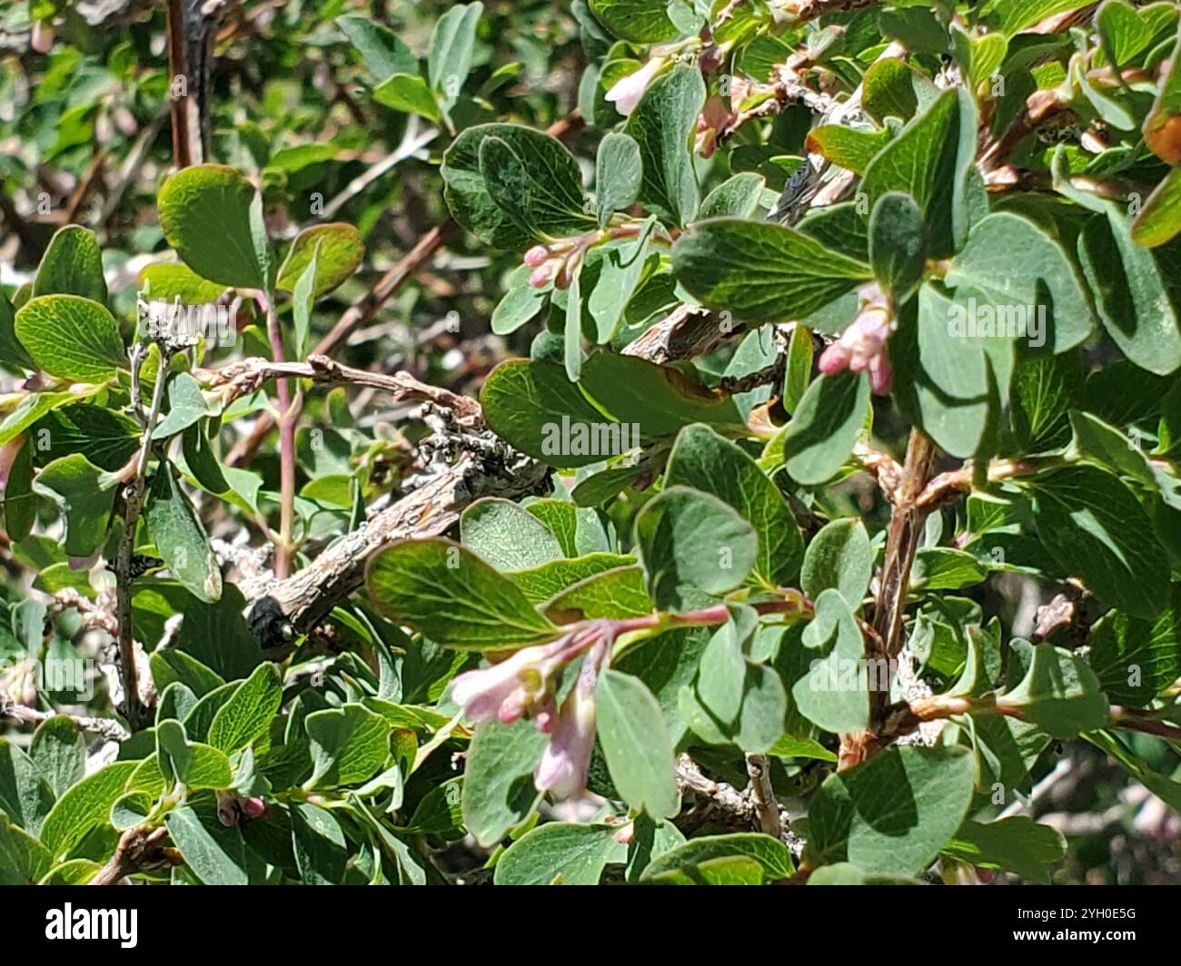 Roundleaf snowberry hi-res stock photography and images - Alamy