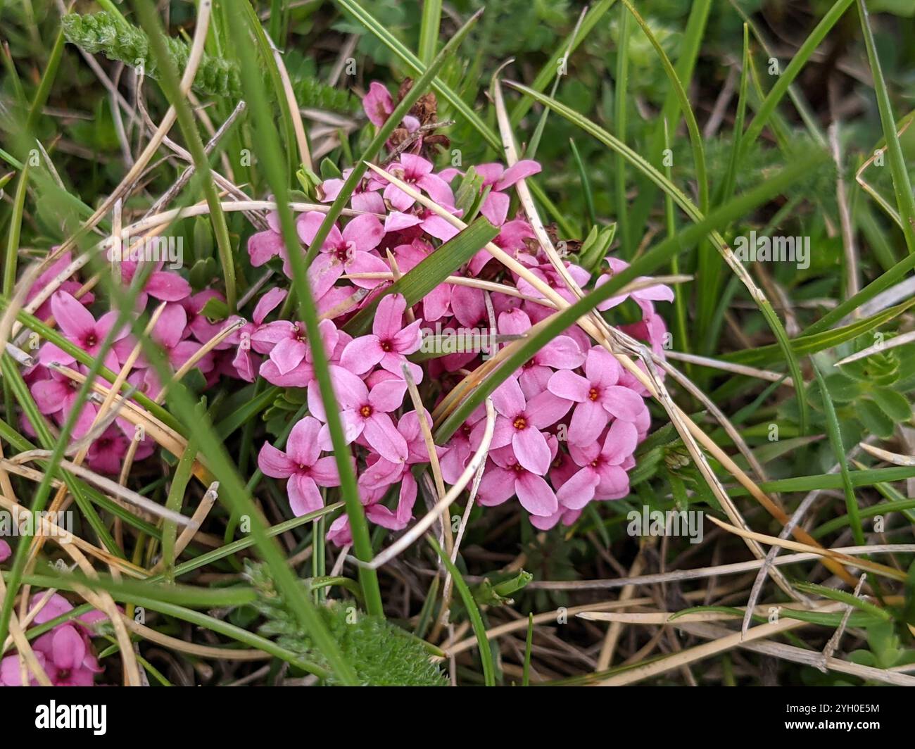 Rose Daphne (Daphne cneorum Stock Photo - Alamy