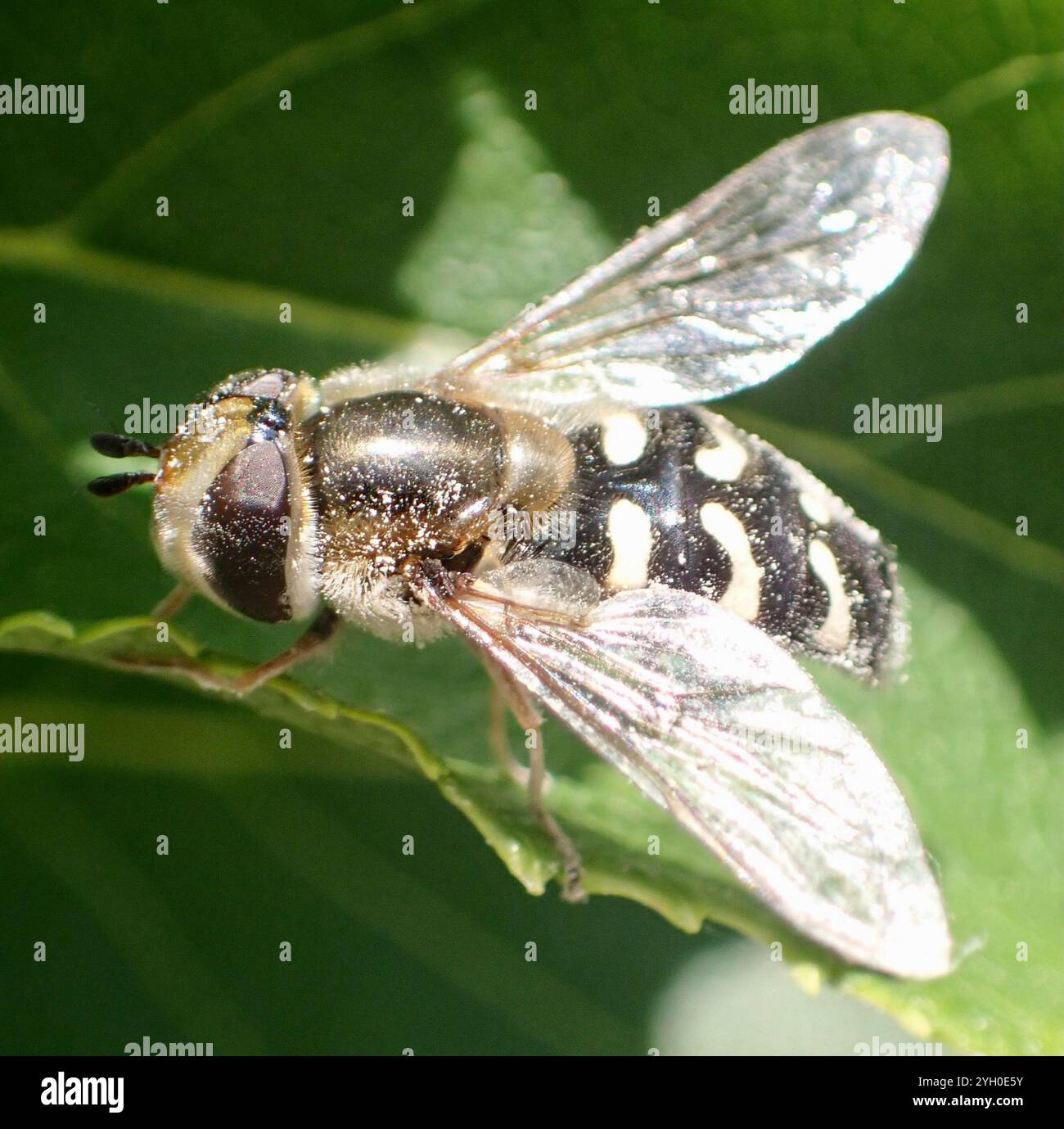 Eurasian Smoothwing (Scaeva pyrastri Stock Photo - Alamy