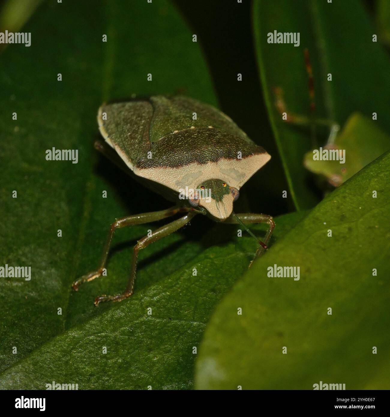 Southern Green Stink Bug (Nezara viridula Stock Photo - Alamy