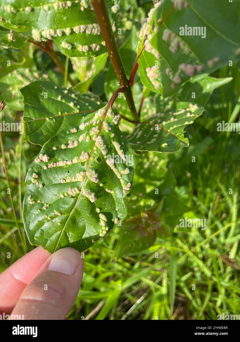 Gall and Rust Mites (Eriophyidae Stock Photo - Alamy