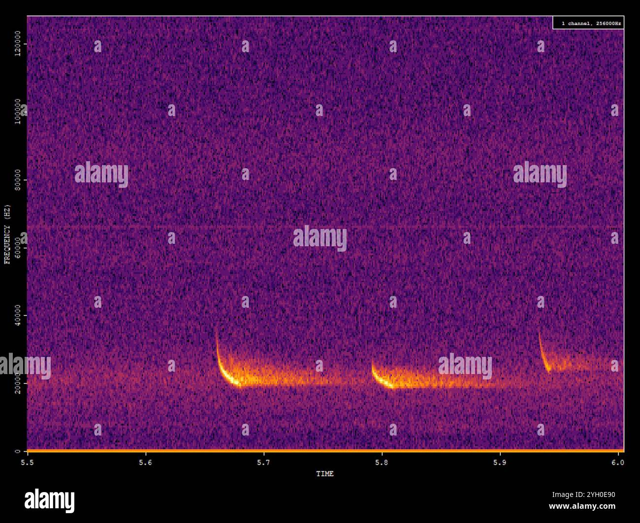 Common Noctule (Nyctalus noctula Stock Photo - Alamy