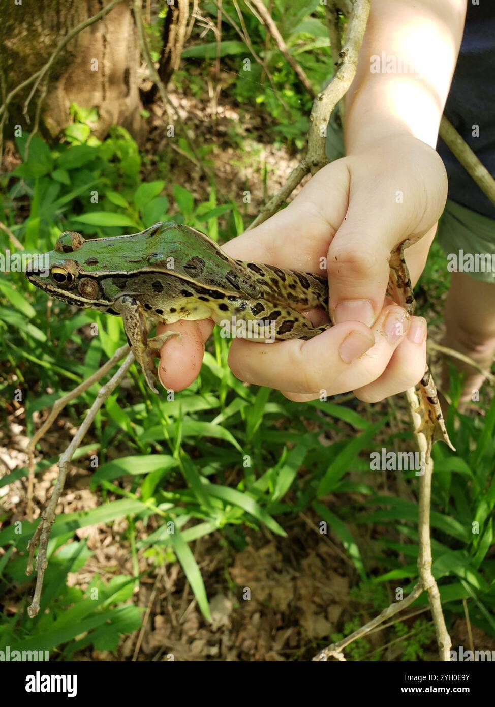 Lithobates sphenocephalus utricularius hi-res stock photography and ...