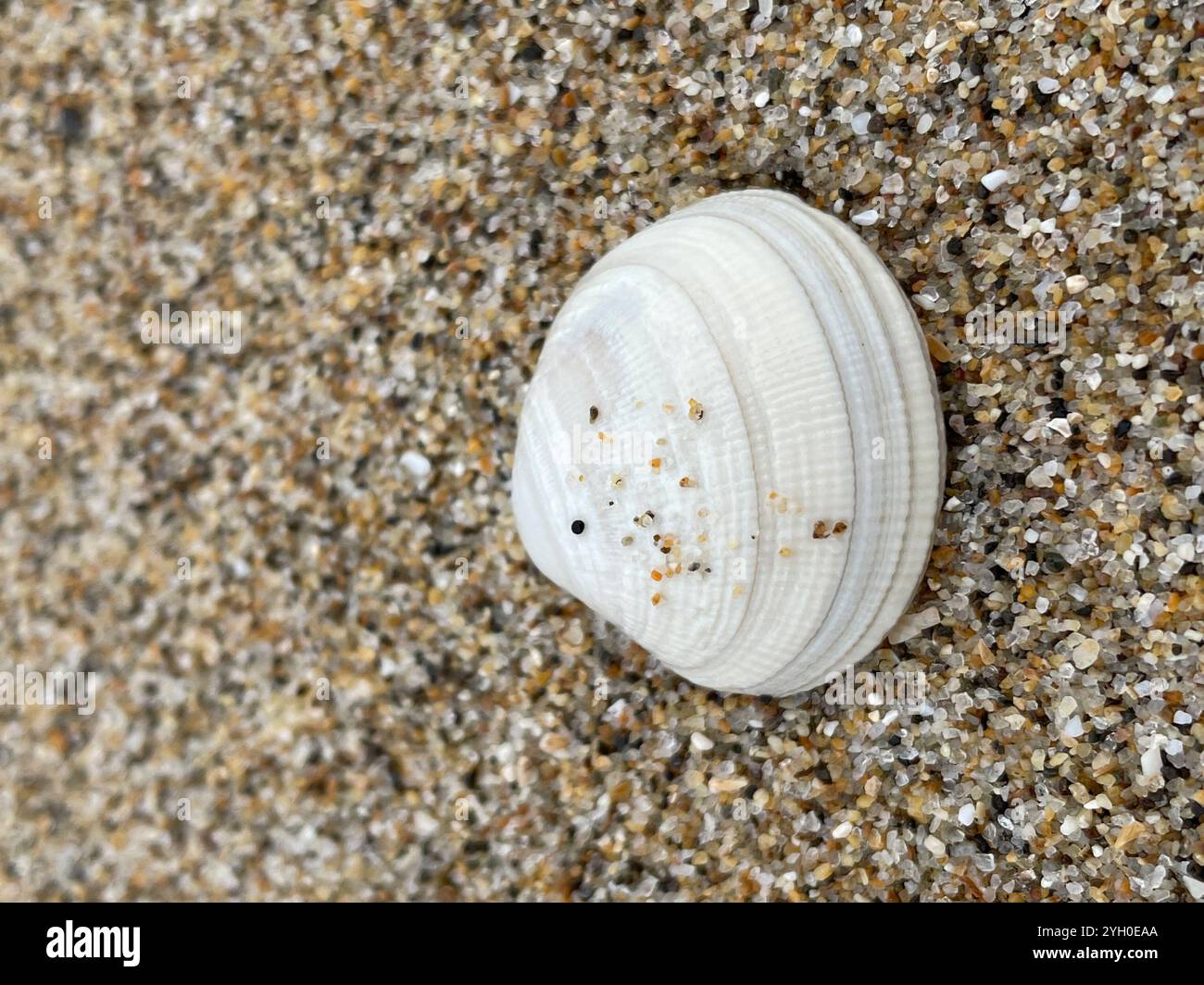Pacific Littleneck Clam (Leukoma staminea Stock Photo - Alamy