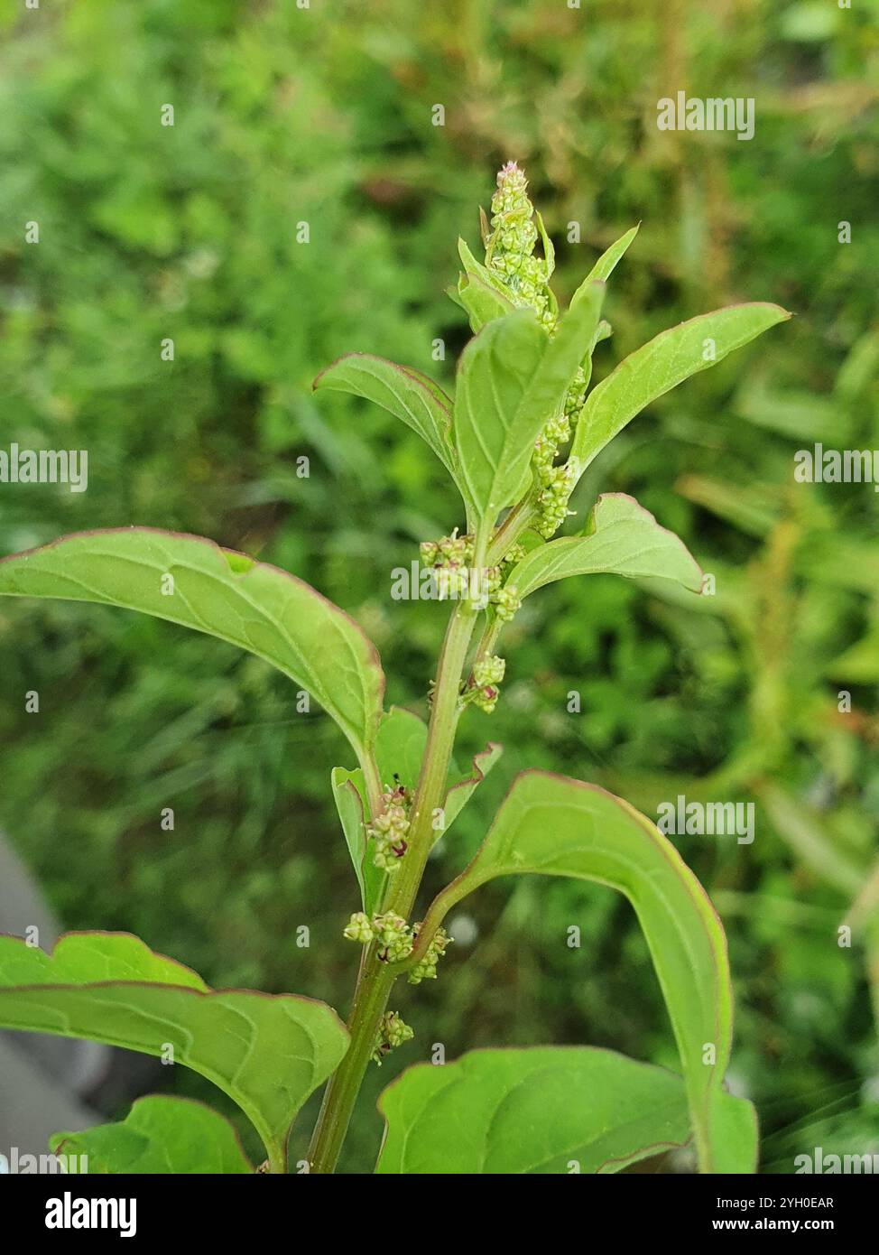 Many-seeded Goosefoot (Lipandra polysperma Stock Photo - Alamy