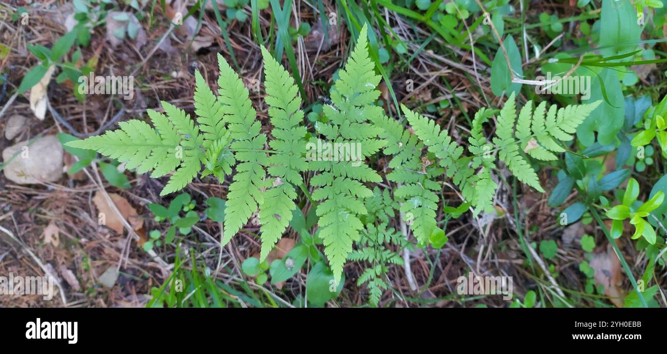 spinulose wood fern (Dryopteris carthusiana Stock Photo - Alamy