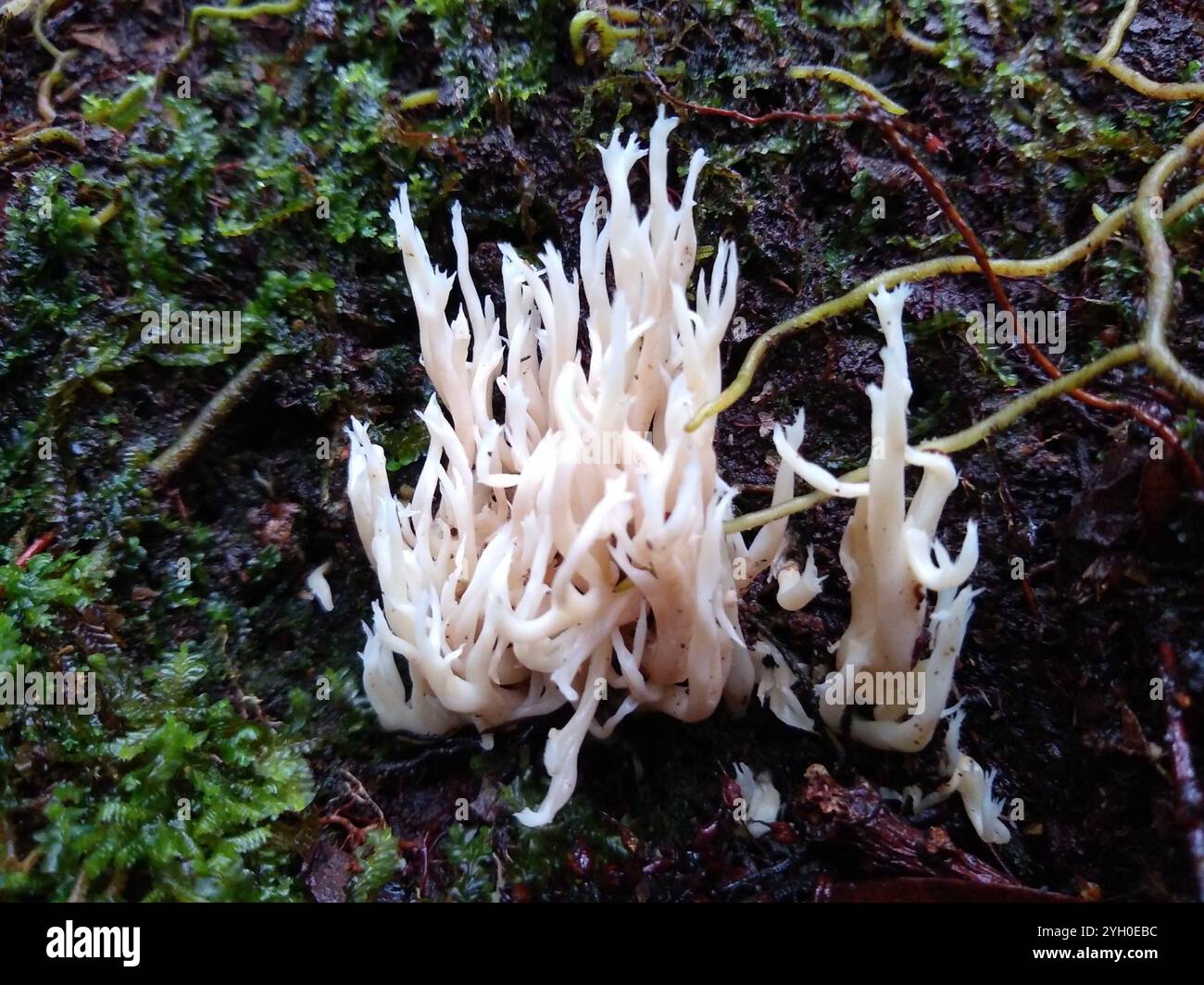 antler and spindle fungi (Clavariaceae Stock Photo - Alamy