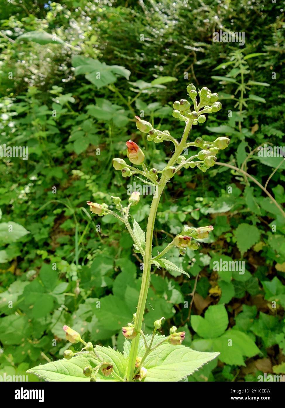 Common Figwort (Scrophularia nodosa Stock Photo - Alamy