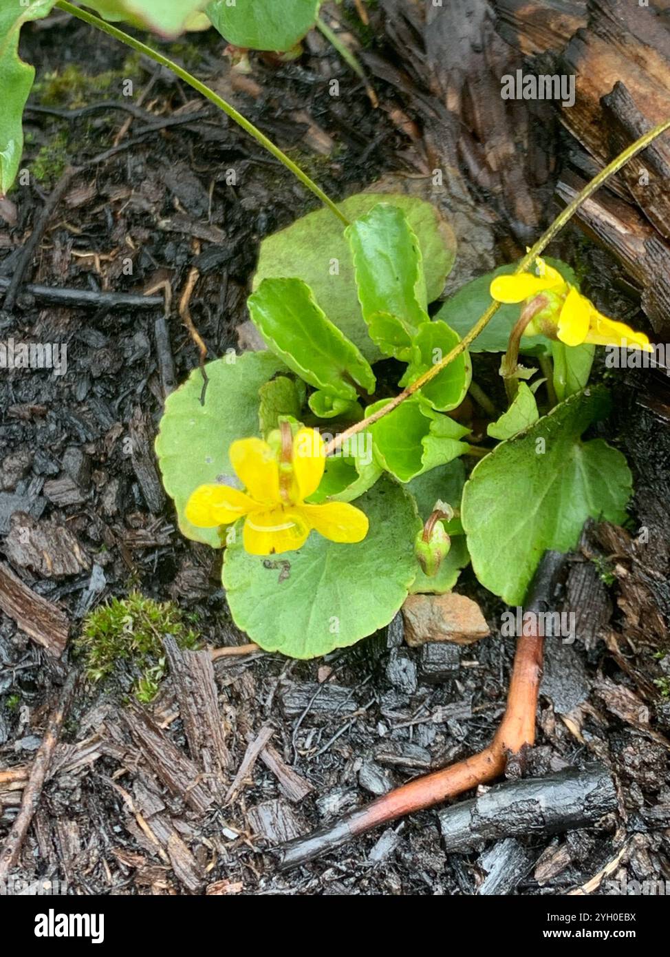 western roundleaf violet (Viola orbiculata Stock Photo - Alamy