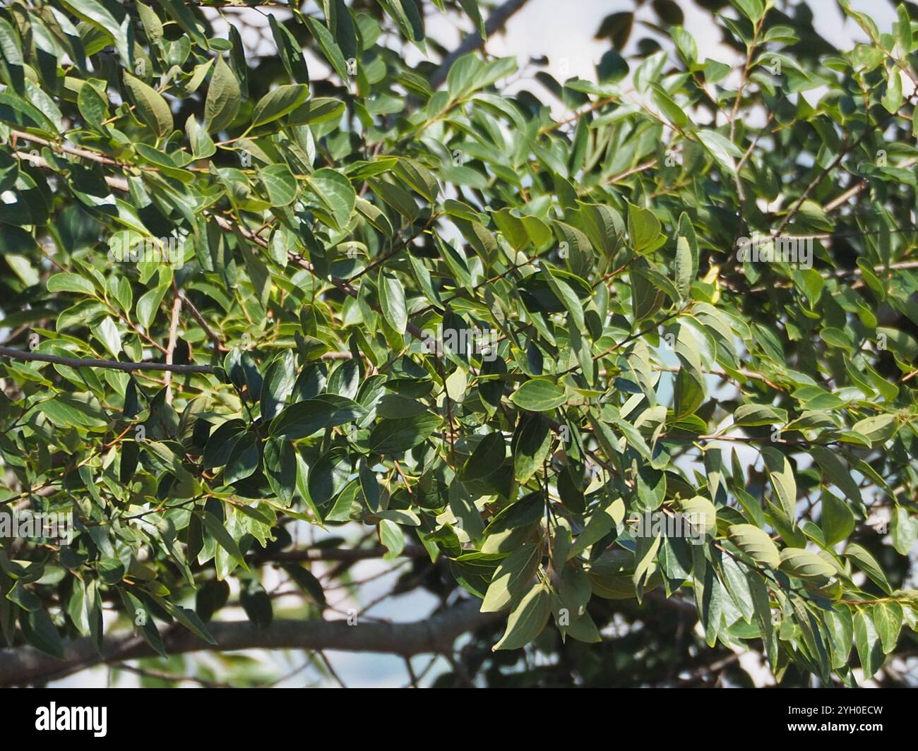 Chinese hackberry celtis sinensis hi-res stock photography and images ...