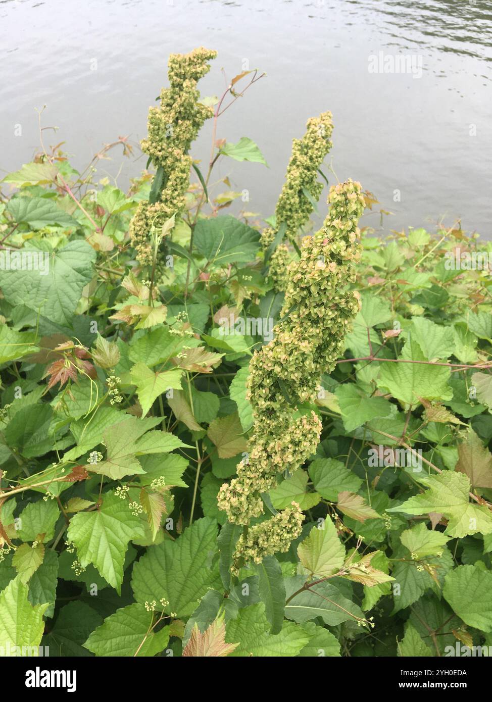 Greek Dock (Rumex cristatus Stock Photo - Alamy