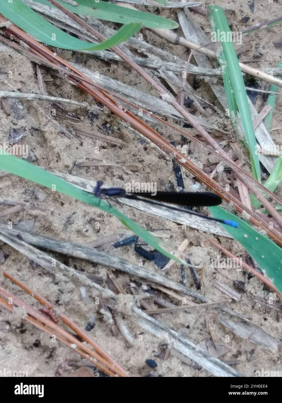 Variable Dancer (Argia fumipennis Stock Photo - Alamy