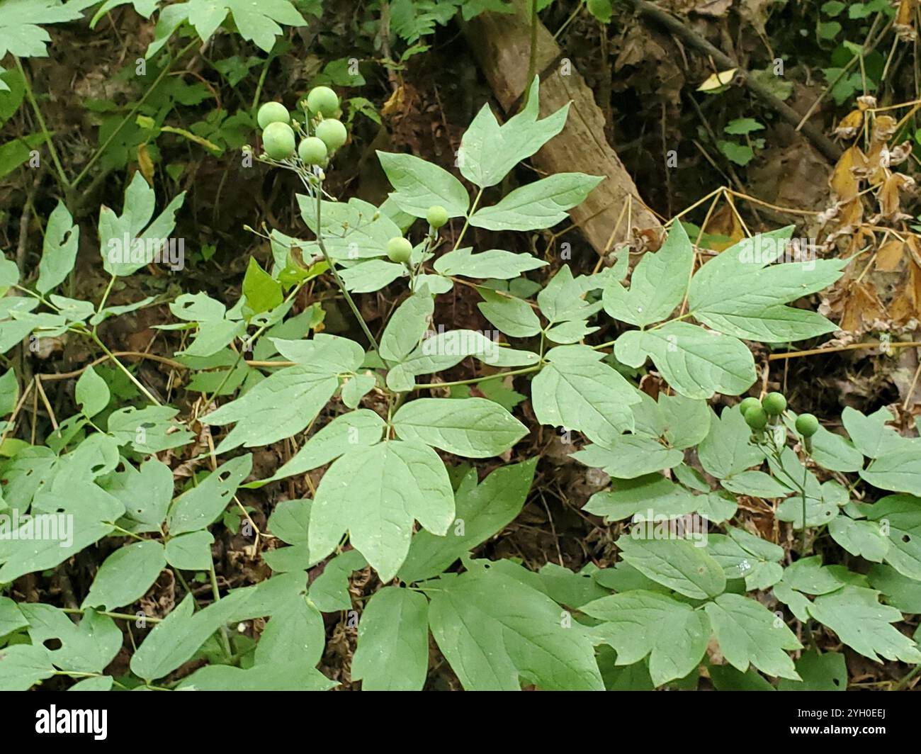 blue cohosh (Caulophyllum thalictroides Stock Photo - Alamy