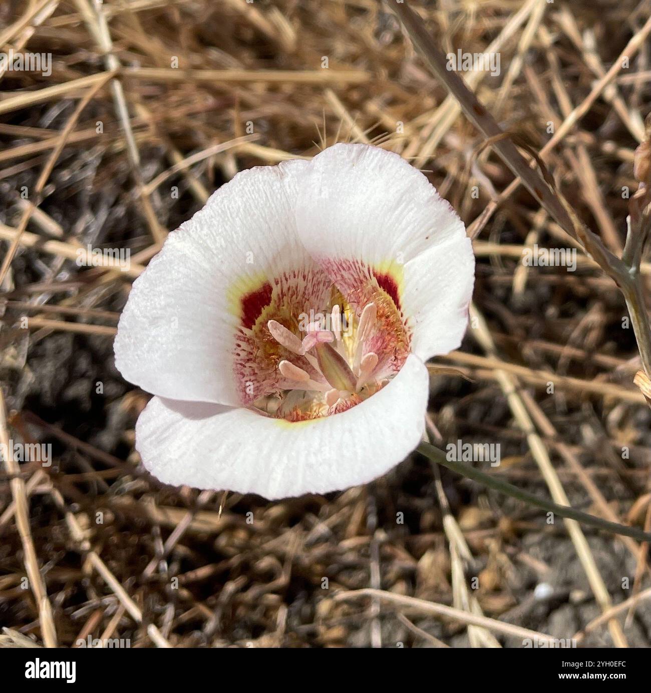 clay mariposa lily (Calochortus argillosus Stock Photo - Alamy