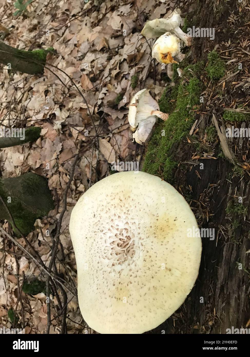 Trainwrecker (Neolentinus lepideus Stock Photo - Alamy