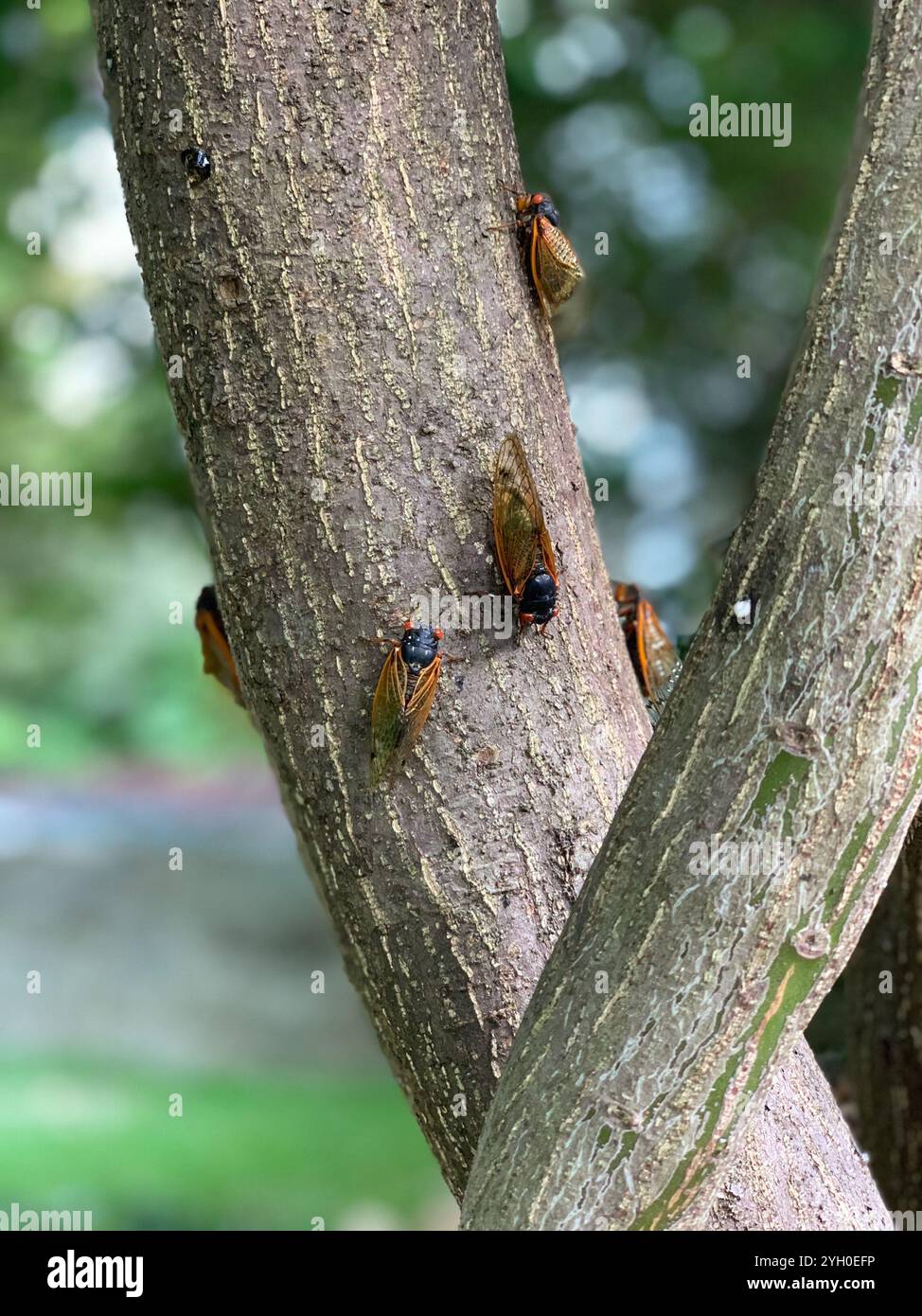 Periodical Cicadas (Magicicada Stock Photo - Alamy