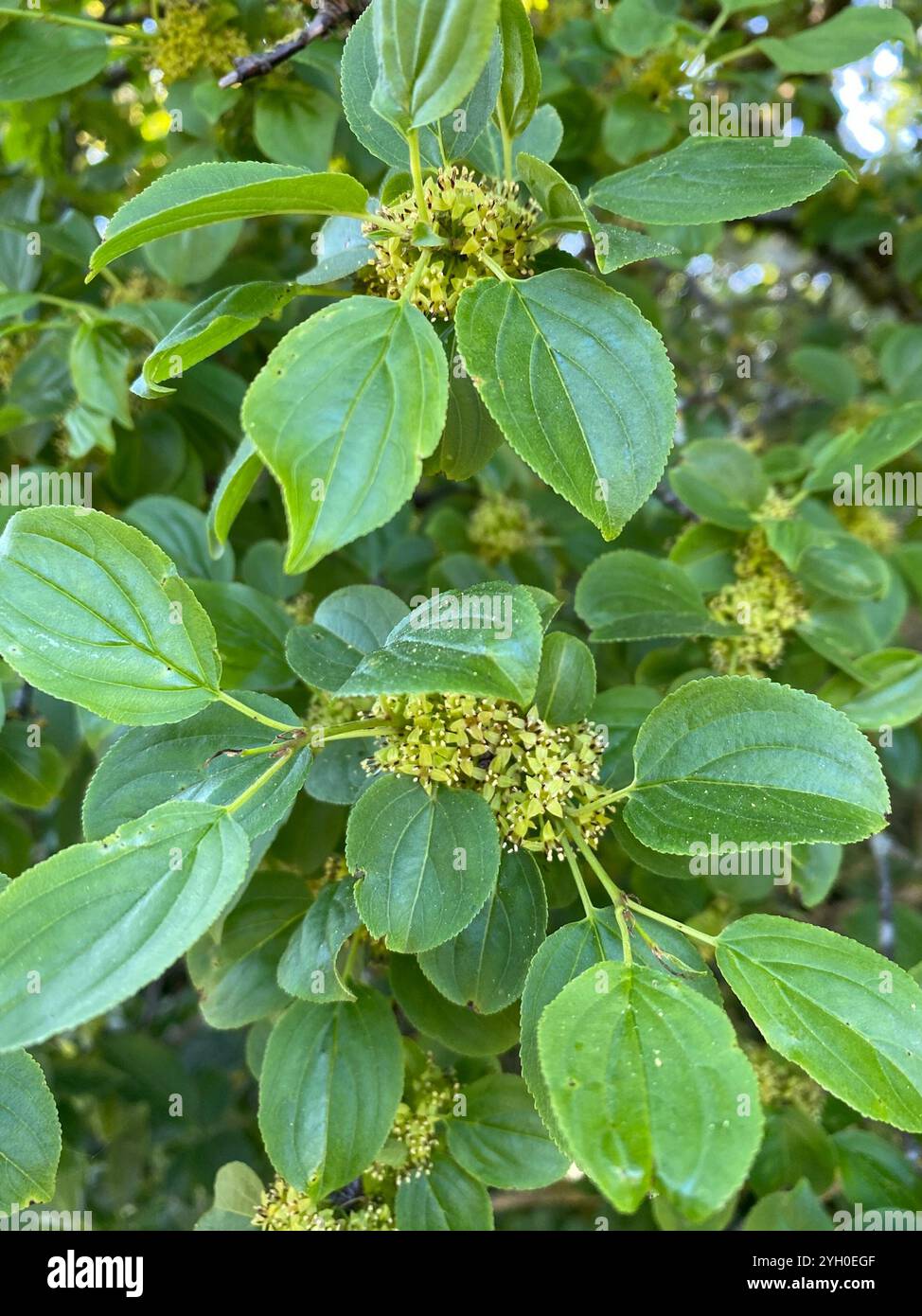 common buckthorn (Rhamnus cathartica Stock Photo - Alamy