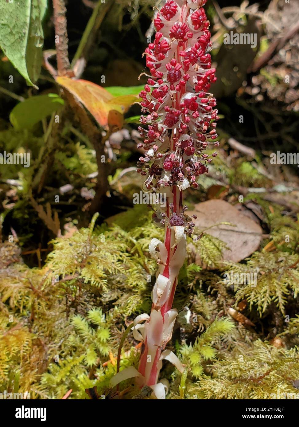 sugarstick (Allotropa virgata Stock Photo - Alamy