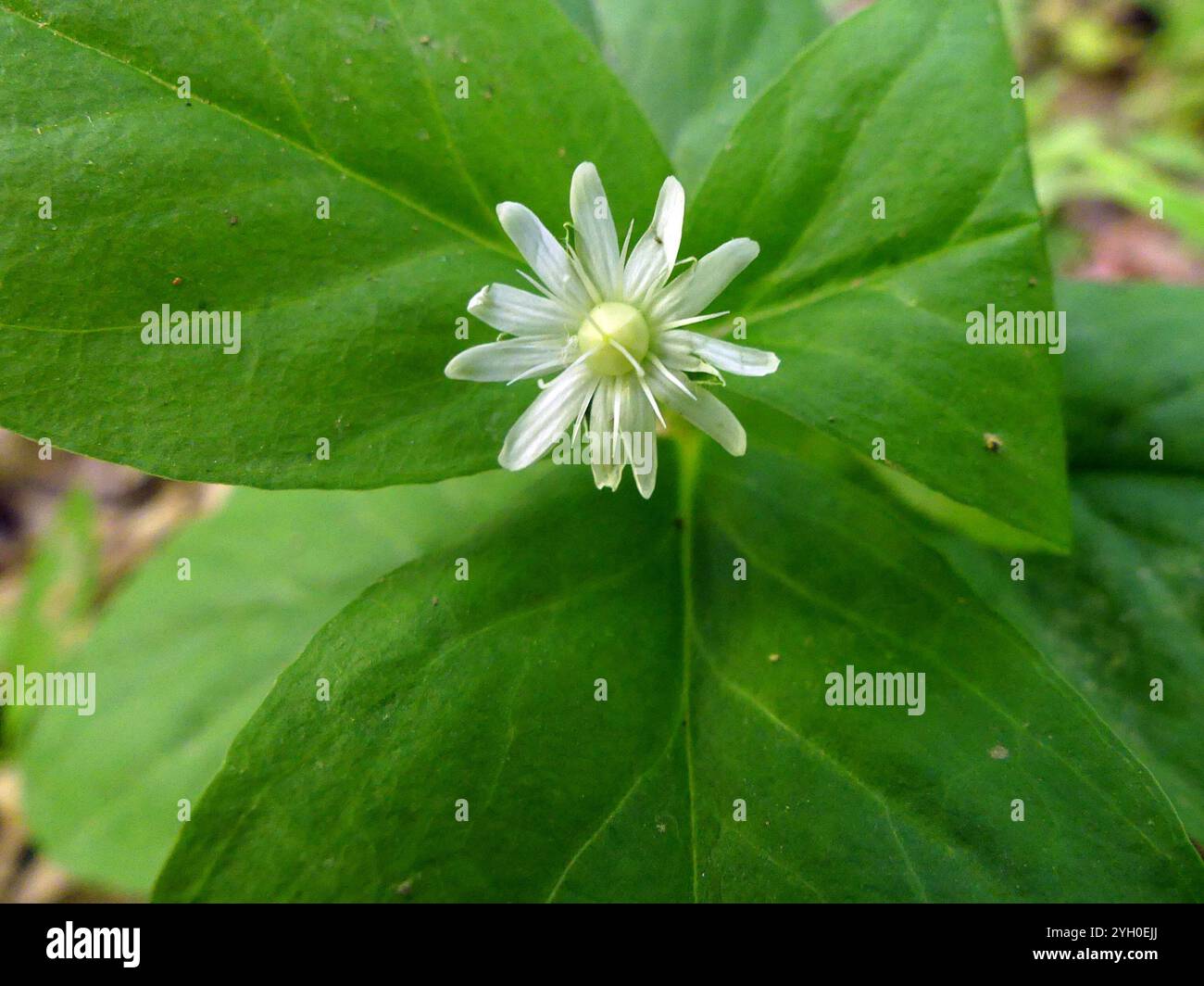star chickweed (Stellaria pubera Stock Photo - Alamy