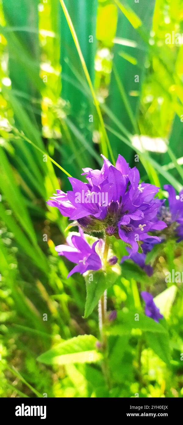 clustered bellflower (Campanula glomerata Stock Photo - Alamy