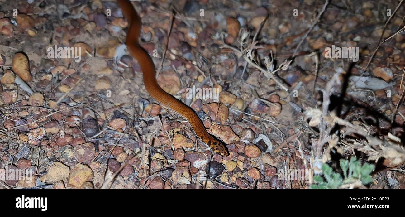Little Spotted Snake (Suta punctata Stock Photo - Alamy