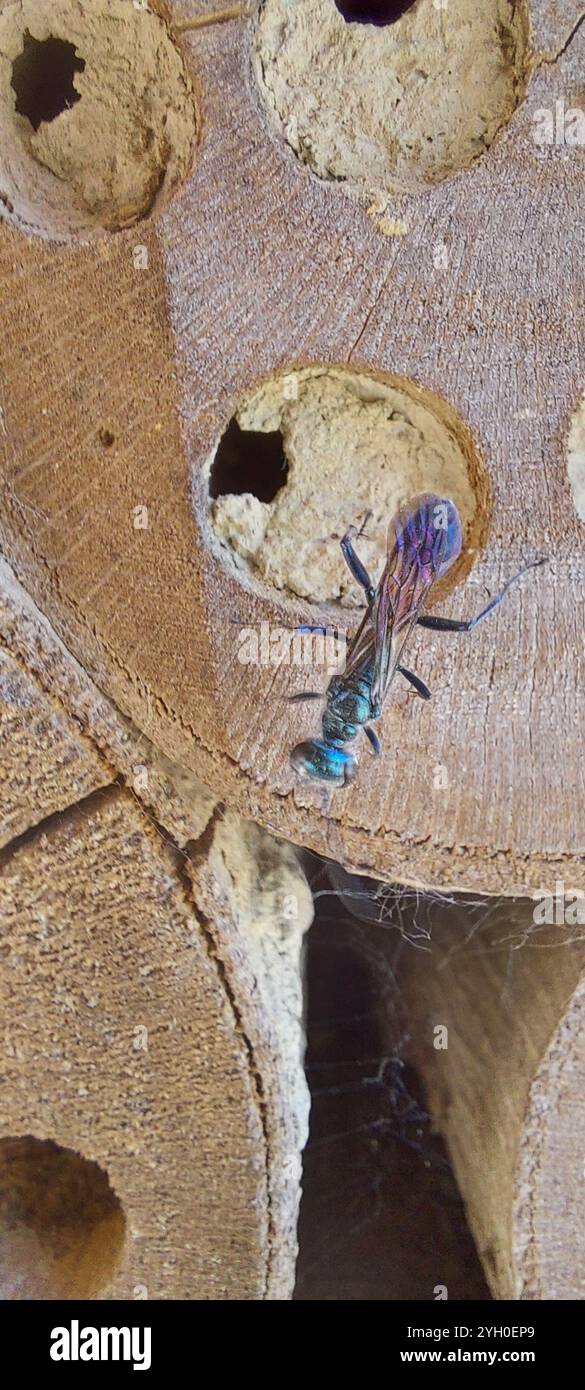 Blue Mud-dauber Wasps (Chalybion Stock Photo - Alamy
