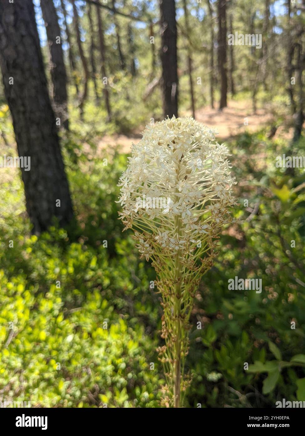 Turkey beard (Xerophyllum asphodeloides Stock Photo - Alamy