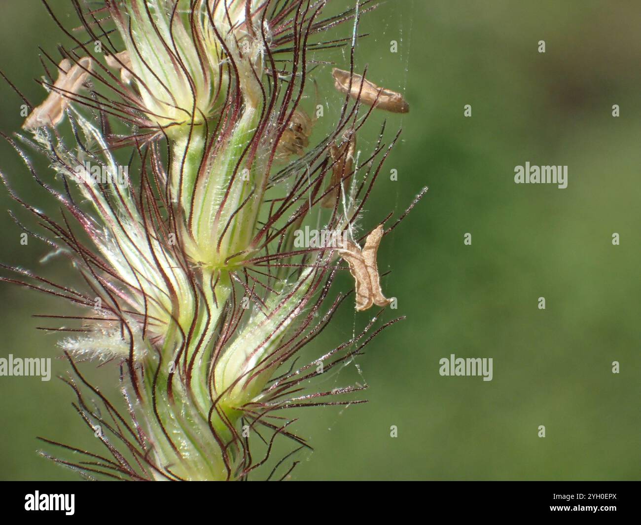 buffelgrass (Cenchrus ciliaris Stock Photo - Alamy