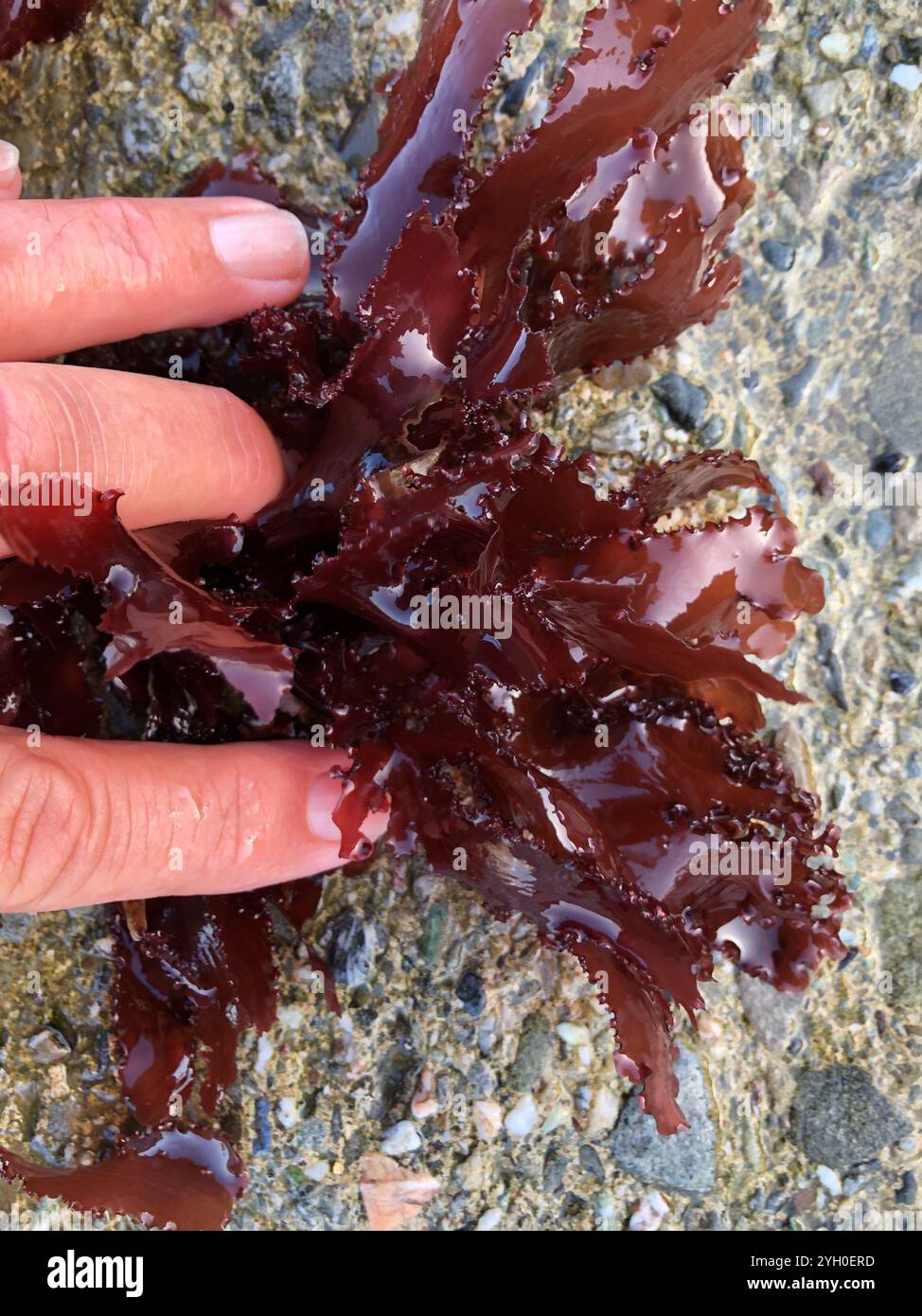 Grape Tongue (Cryptopleura ruprechtiana Stock Photo - Alamy